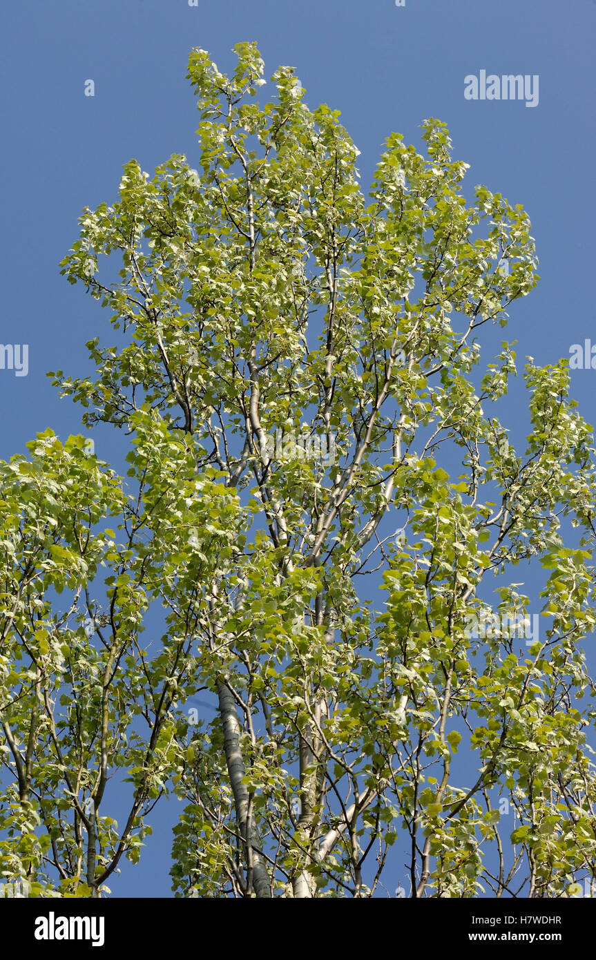 Silver-leaf Poplar (Populus alba) tree, Netherlands Stock Photo - Alamy
