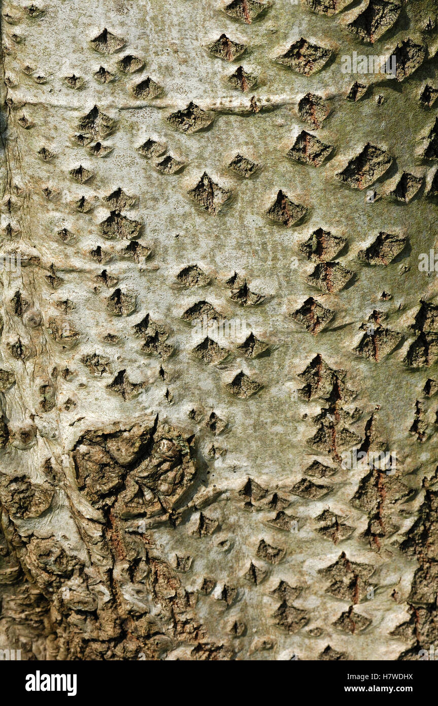 Silver-leaf Poplar (Populus alba) bark, Netherlands Stock Photo - Alamy