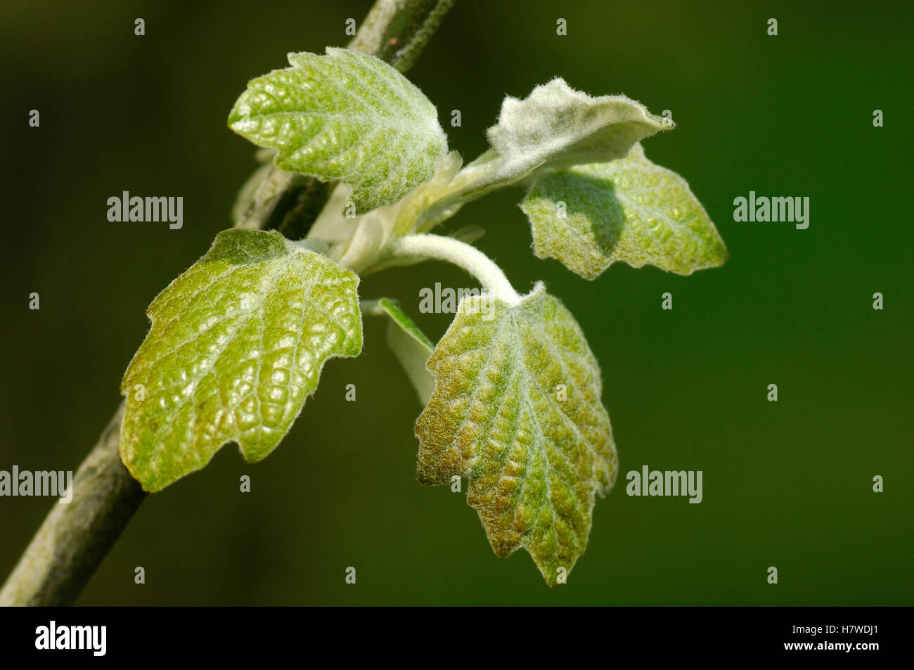 Silver-leaf Poplar (Populus alba) leaves, Netherlands Stock Photo - Alamy