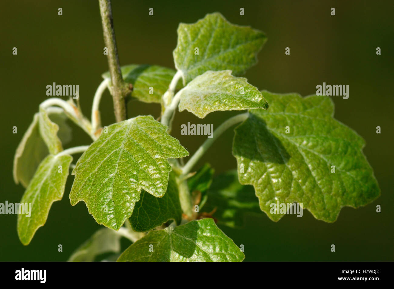 Silver-leaf Poplar (Populus alba) leaves, Netherlands Stock Photo - Alamy