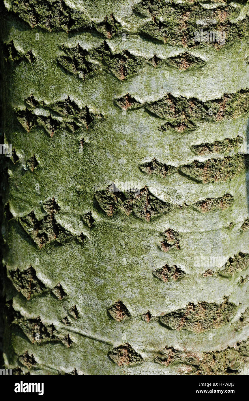 Silver-leaf Poplar (Populus alba) bark, Netherlands Stock Photo - Alamy