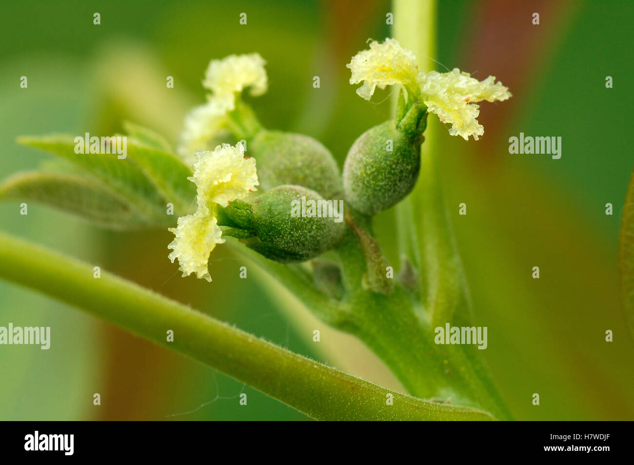 English Black Walnut (Juglans regia) female flowers, Netherlands Stock ...
