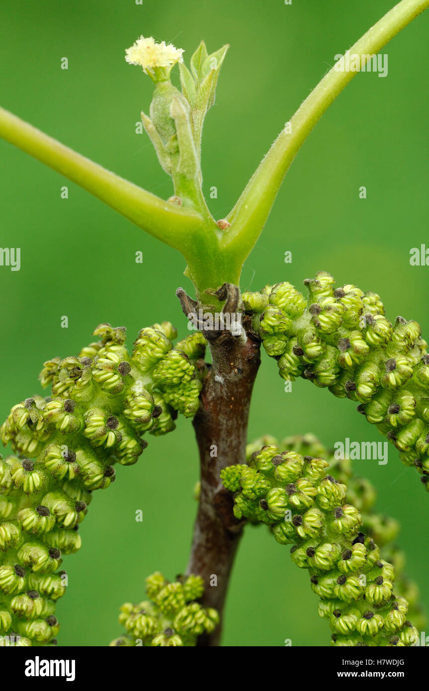 English Black Walnut (Juglans regia) male catkins and female flower ...