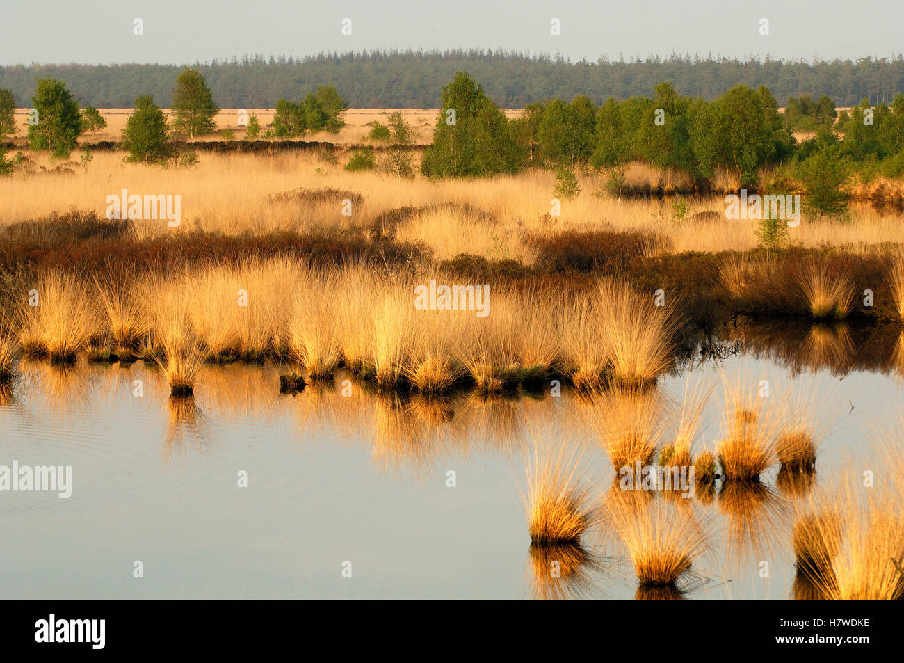Wetland in early spring, Friesland, Netherlands Stock Photo - Alamy