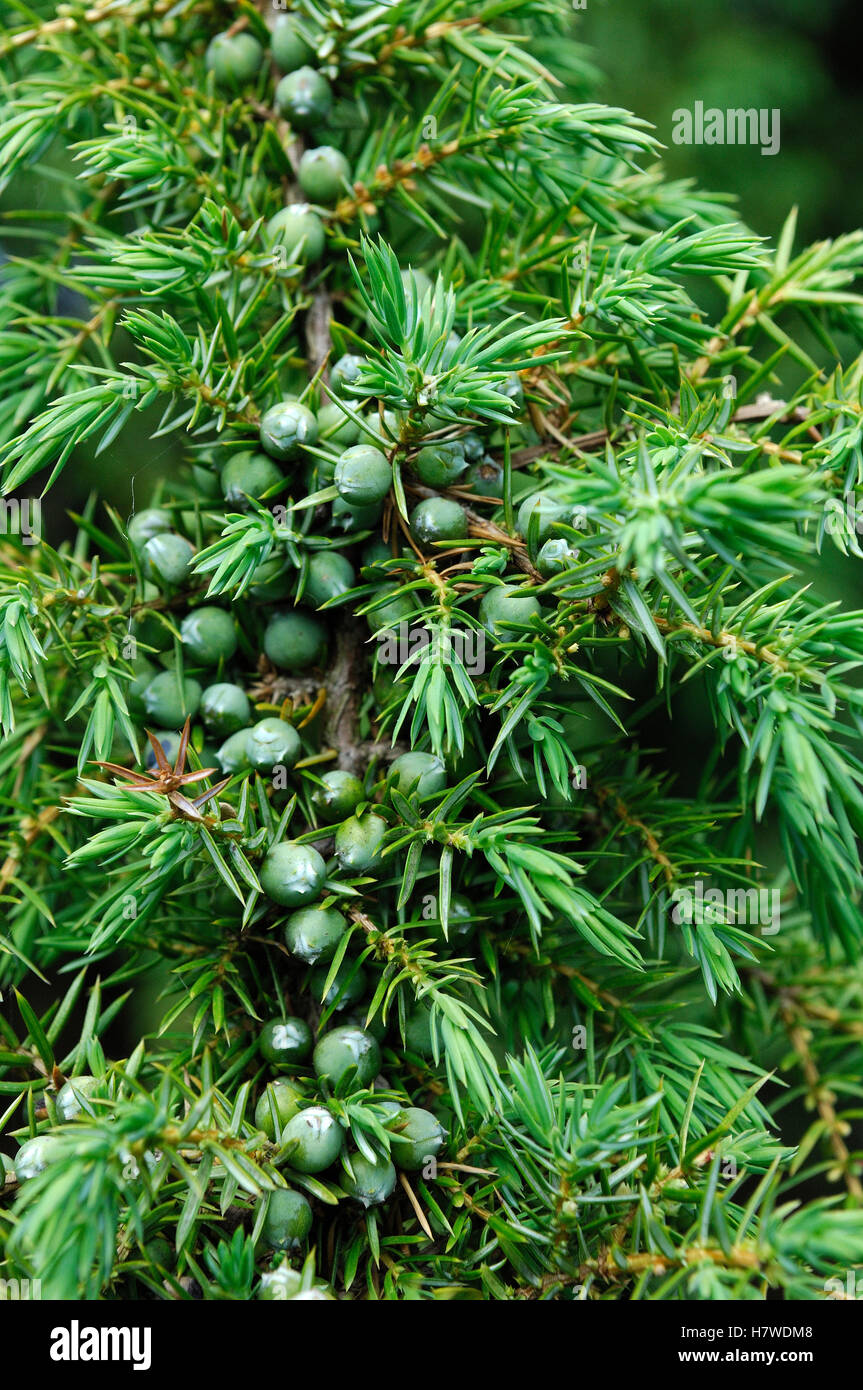Juniper (Juniperus communis) berries, Drenthe, Netherlands Stock Photo ...