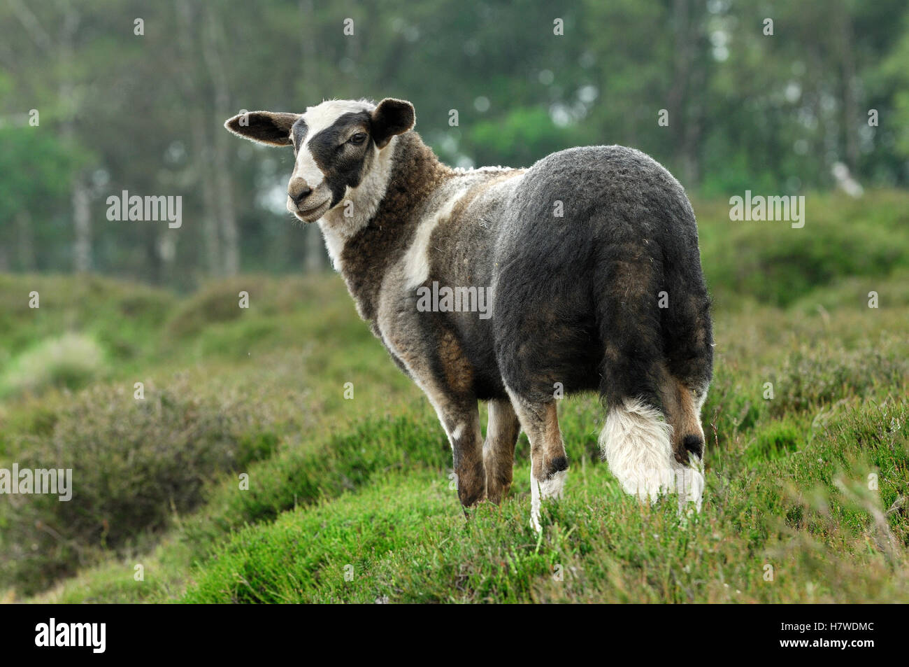 Domestic Sheep (Ovis aries) juvenile, Drenthe, Netherlands Stock Photo ...