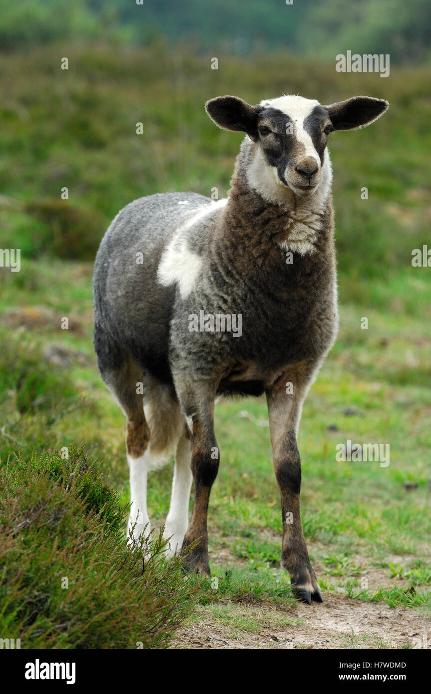 Domestic Sheep (Ovis aries) juvenile, Drenthe, Netherlands Stock Photo ...