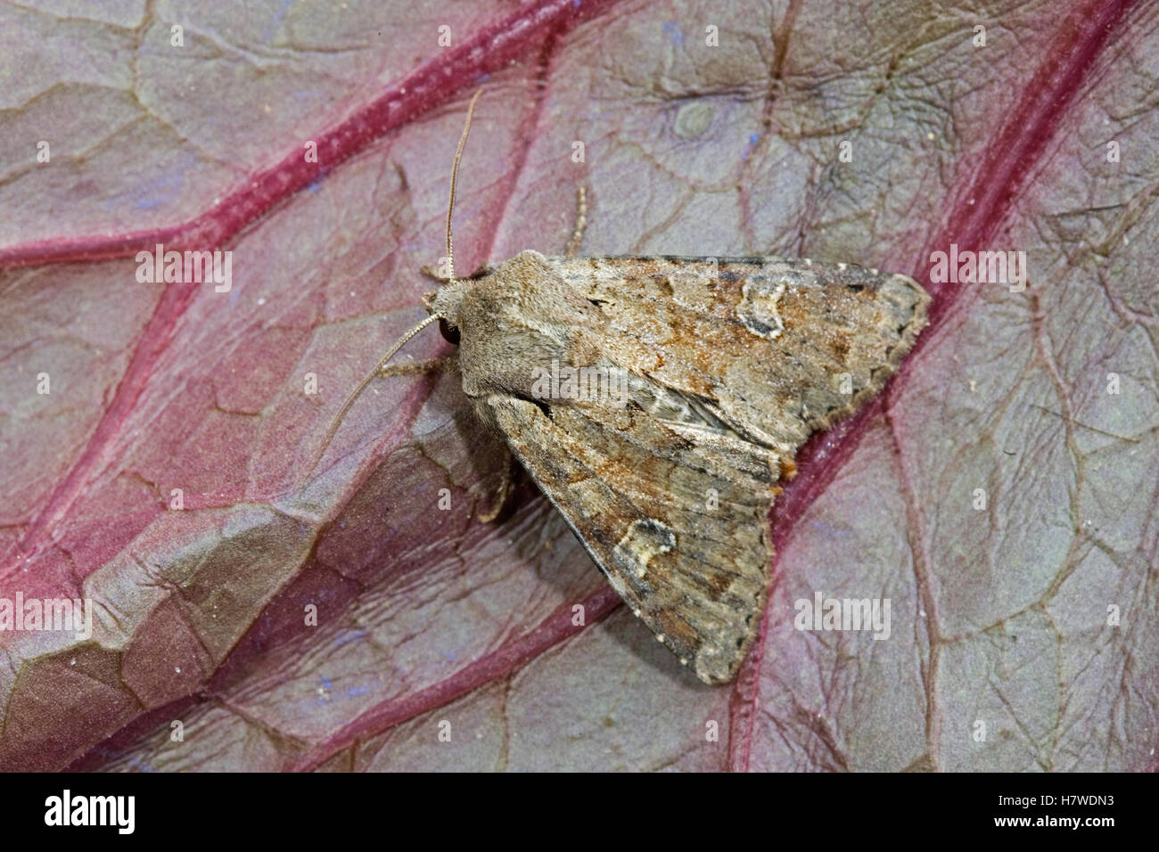 Rustic Shoulder-knot (Apamea sordens) moth, Noord-Holland, Netherlands ...