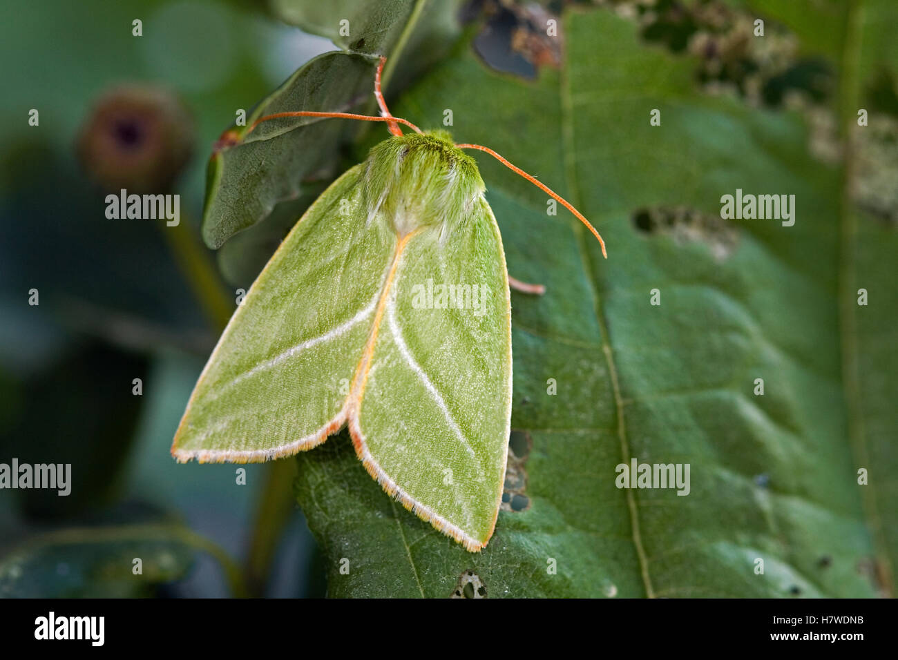 Green Silver-lines (Pseudoips prasinana) moth, Noord-Holland ...