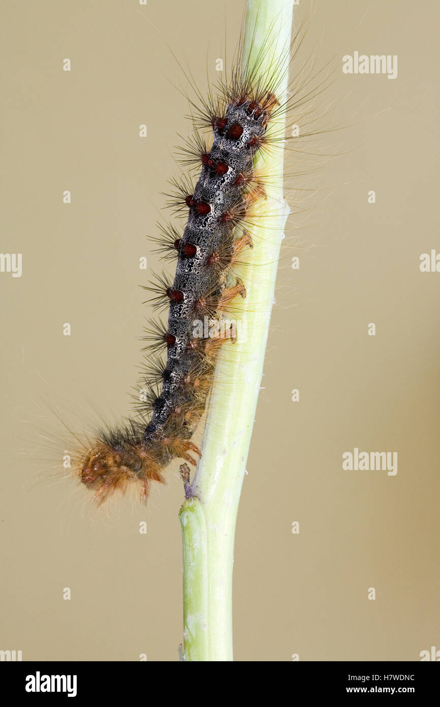 Gypsy Moth (Lymantria dispar) caterpillar, Noord-Holland, Netherlands ...