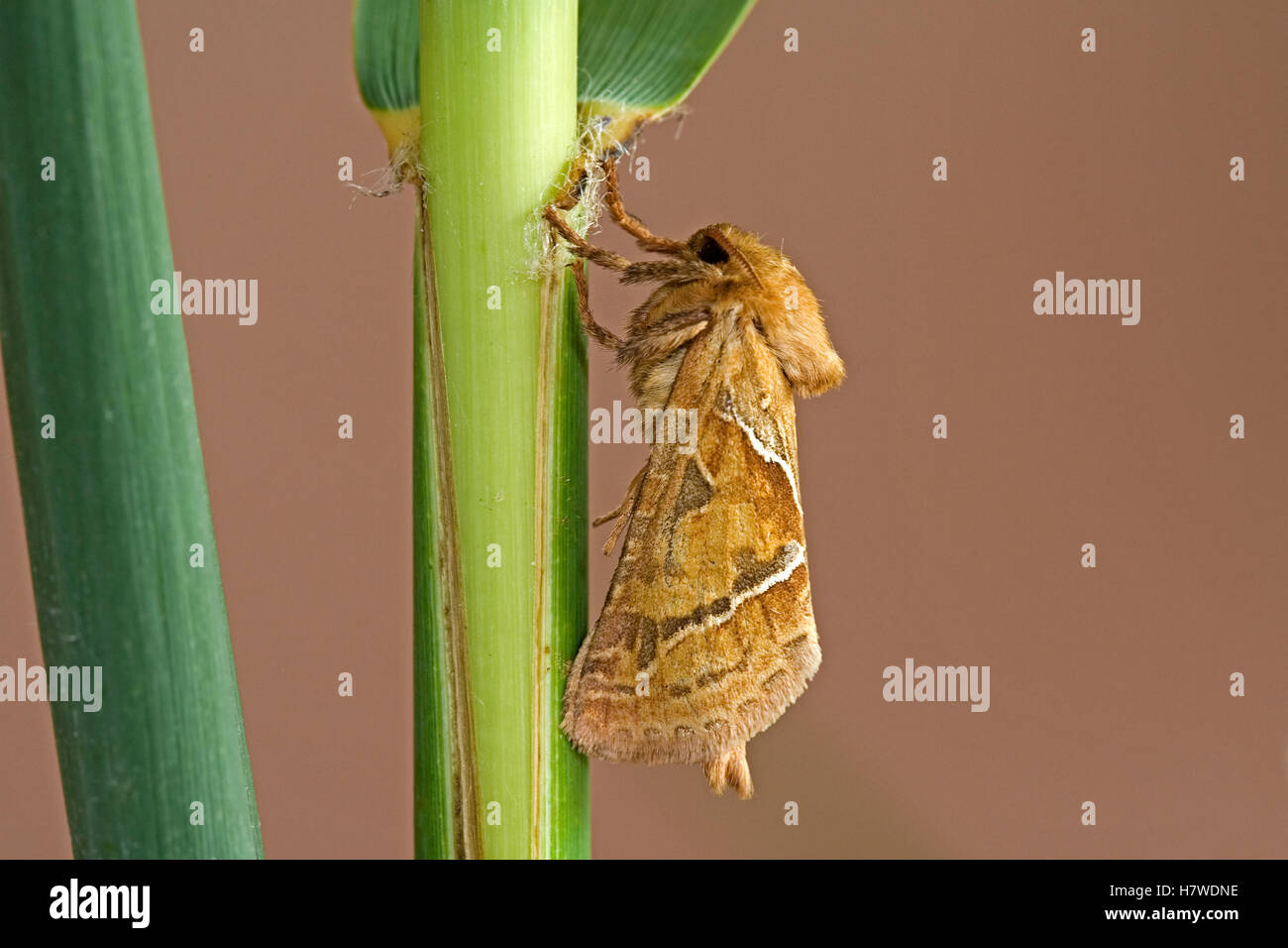 Orange Swift (Triodia sylvina) moth, Noord-Holland, Netherlands Stock ...