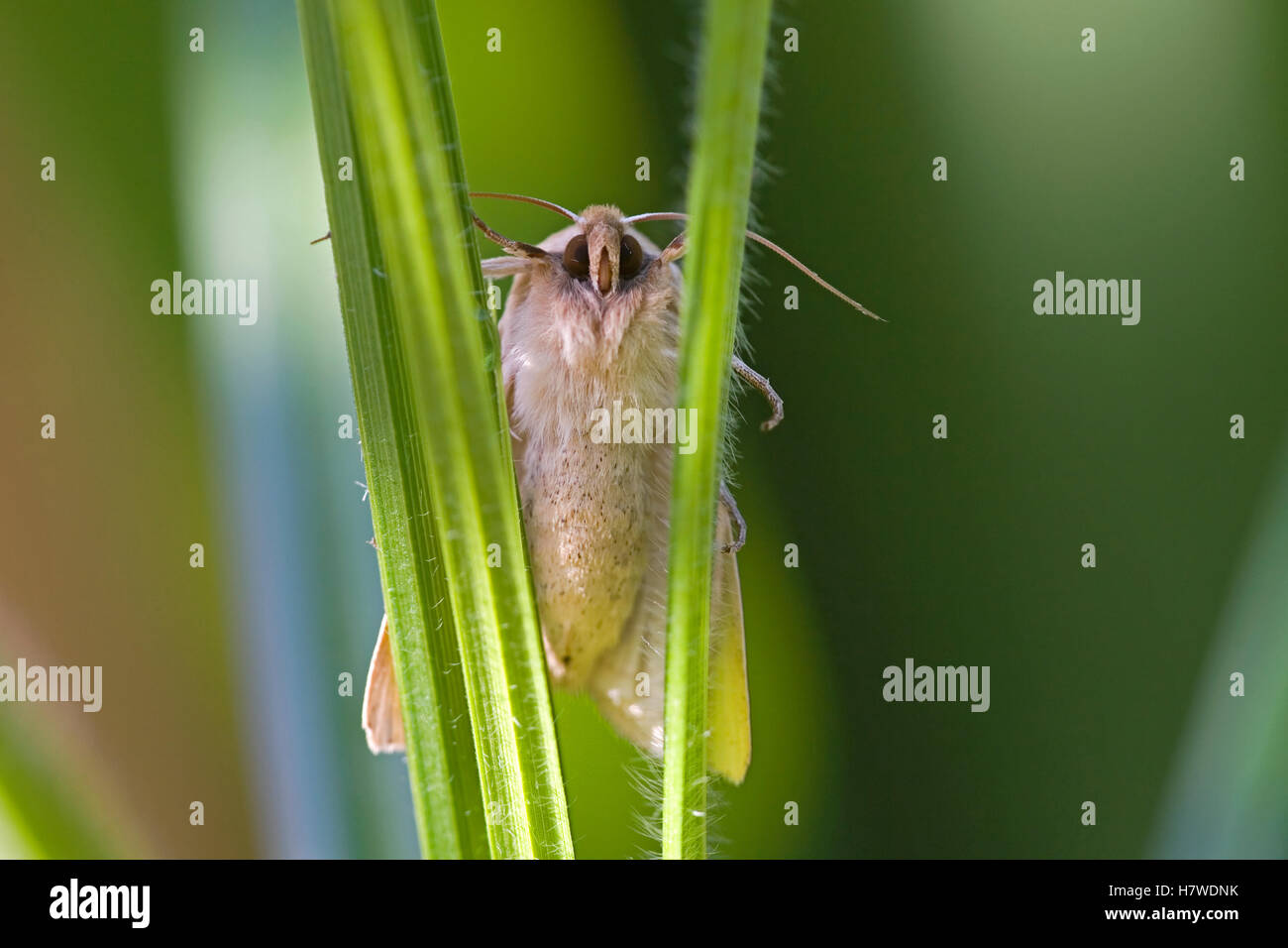Southern Wainscot (Mythimna straminea) moth hanging between two stalks ...