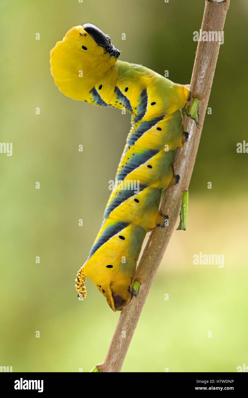 Death's Head Hawk Moth (Acherontia atropos) caterpillar, Noord-Holland ...