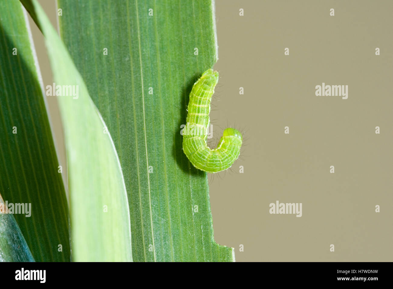 Gold Spot (Plusia festucae) caterpillar feeding on yellow iris leaf ...