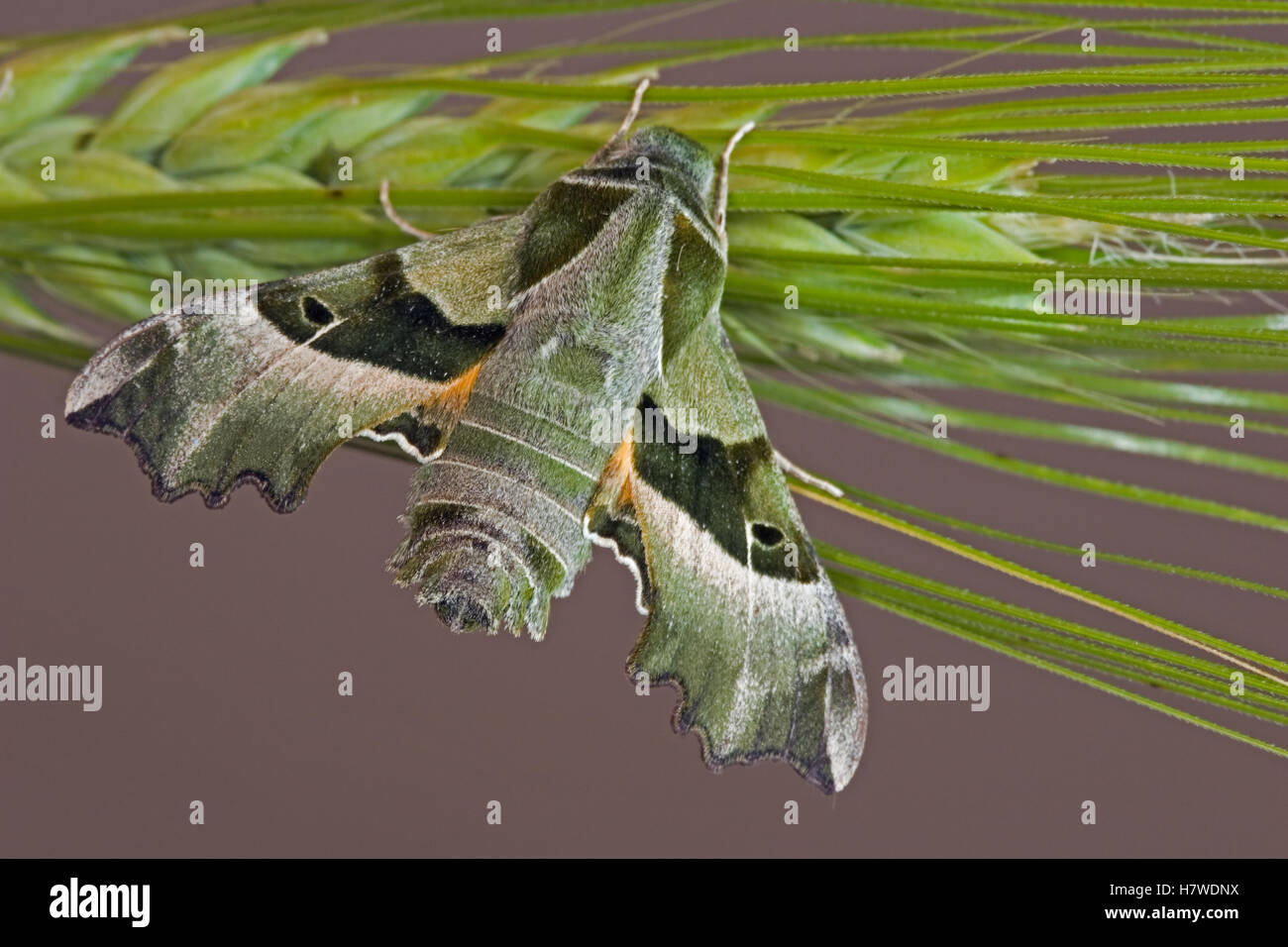 Willowherb Hawkmoth (Proserpinus proserpina), Vajta, Hungary Stock ...