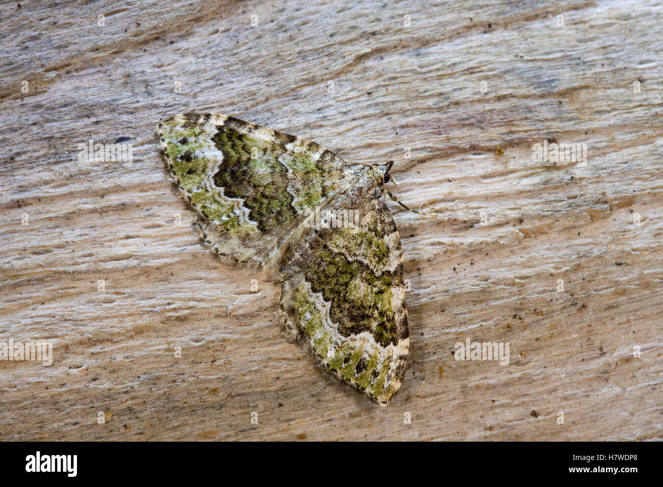 Beech-green Carpet (Colostygia olivata) moth, Hayingen, Germany Stock ...