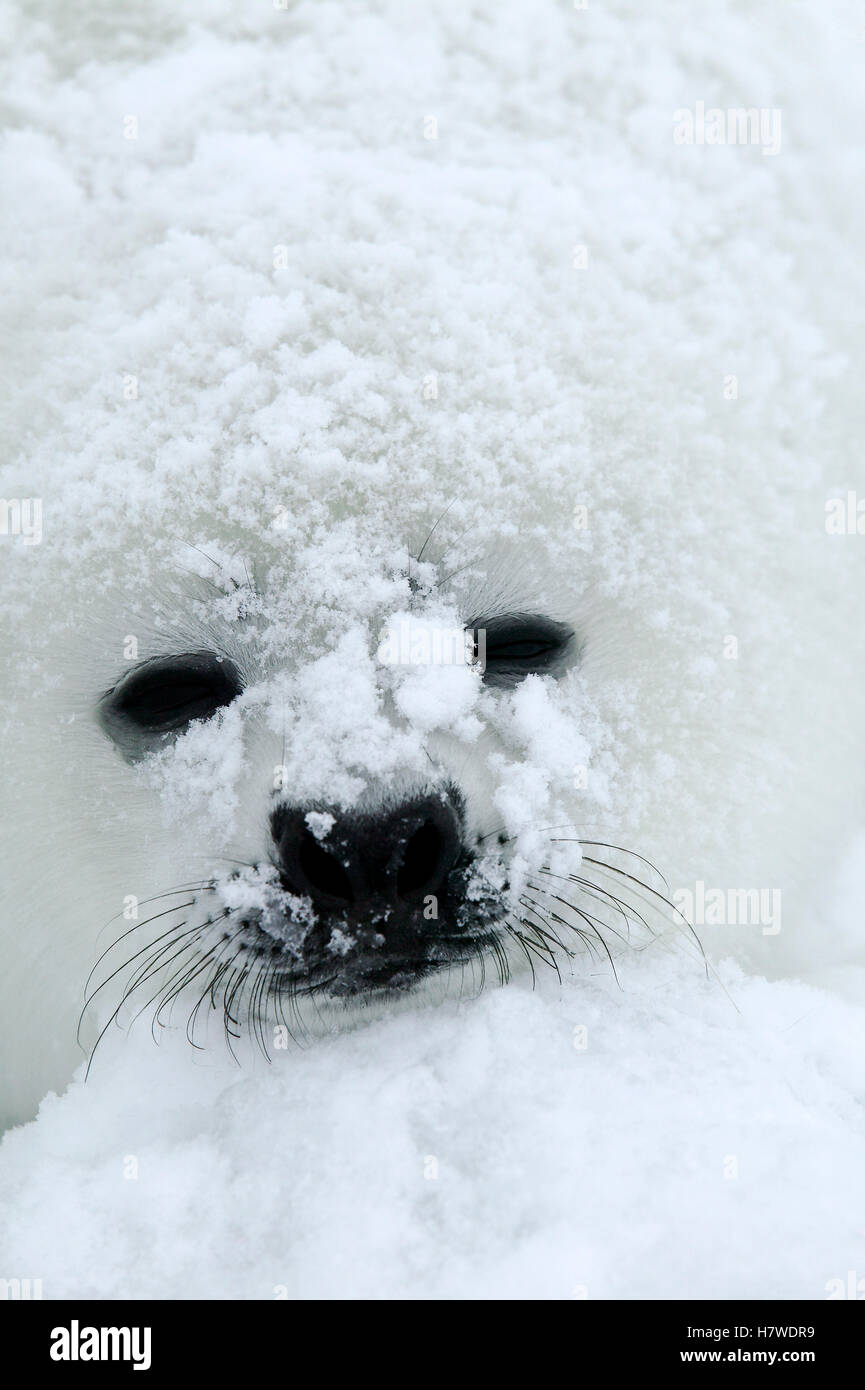 Harp Seal (Phoca groenlandicus) pup covered with snow, Magdalen Islands, Gulf of Saint Lawrence ...