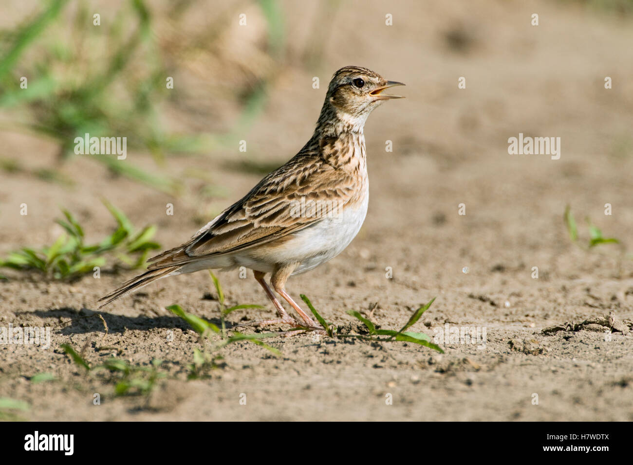 Eurasian Skylark (Alauda arvensis) calling, Limburg, Netherlands Stock ...