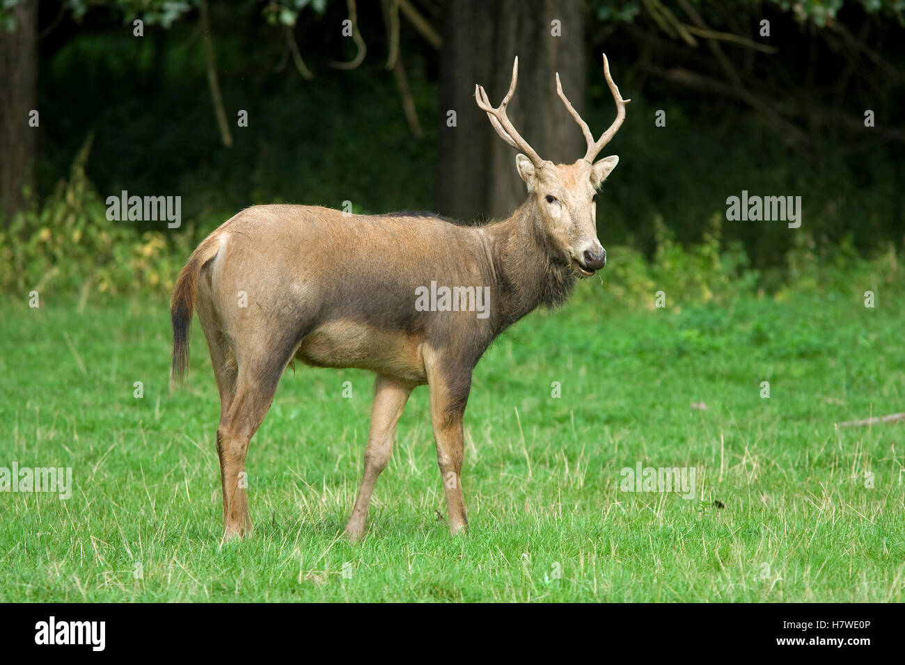 Pere David's Deer (Elaphurus davidianus) buck, Netherlands Stock Photo ...