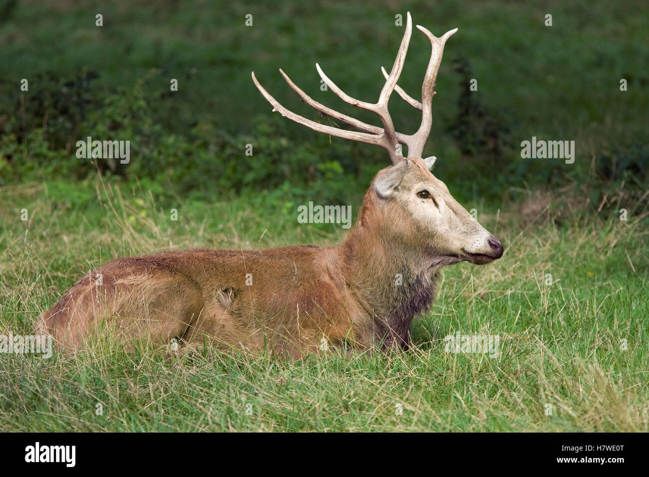 Pere David's Deer (Elaphurus davidianus) buck, Netherlands Stock Photo ...