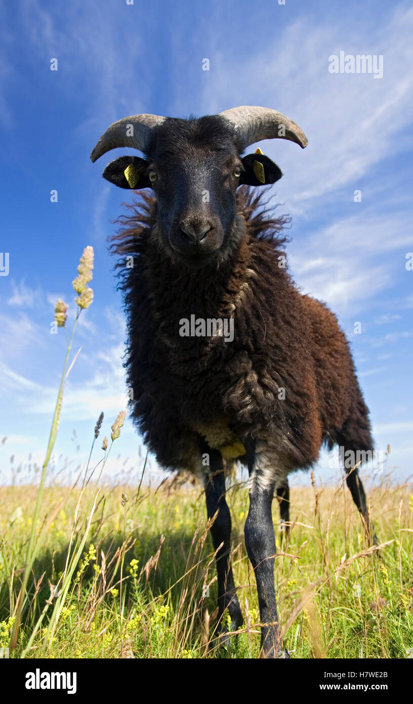 Domestic Sheep (Ovis aries) standing in field, Helgoland, Germany Stock ...