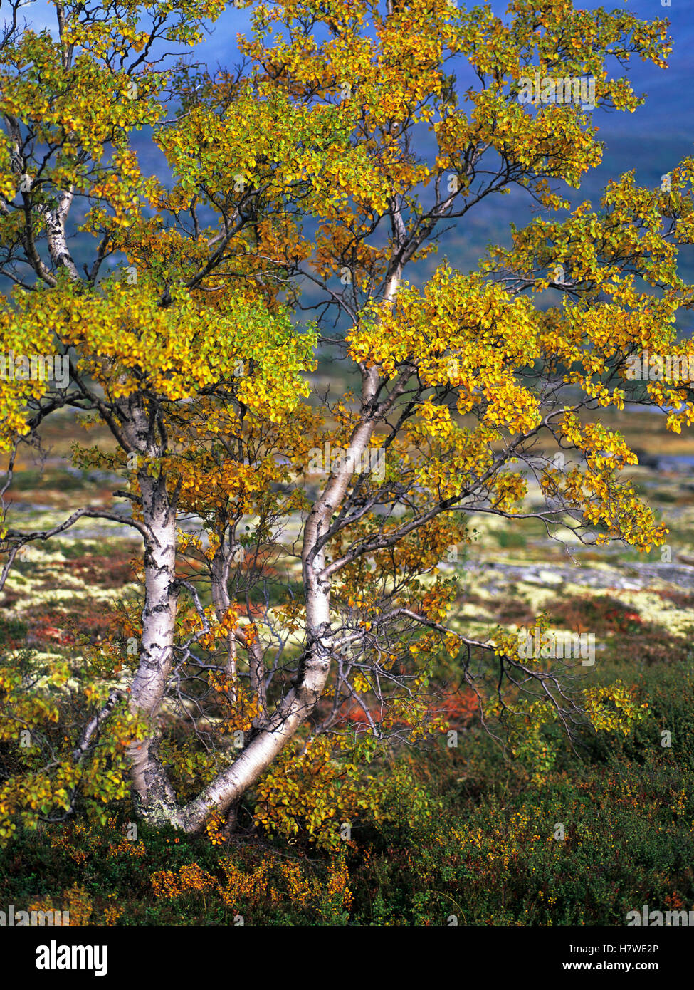 Birch (Betula sp) tree in autumn, ,Dovrefjell, Norway Stock Photo - Alamy