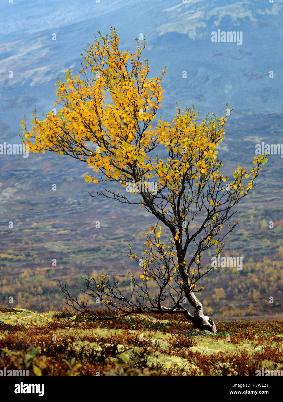 Birch (Betula sp) tree in autumn, Dovrefjell, Norway Stock Photo - Alamy