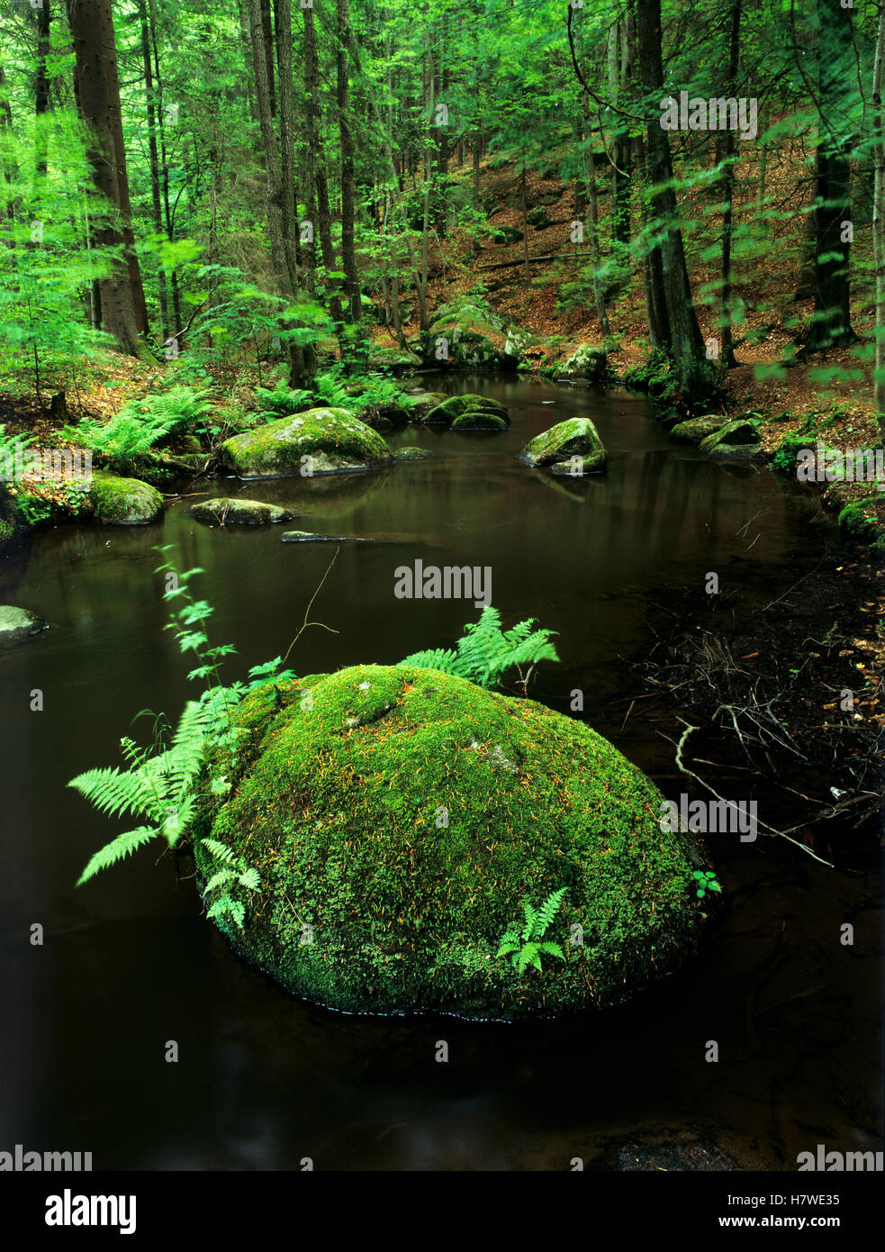 River flowing through forest, Bavarian Forest, Germany Stock Photo - Alamy
