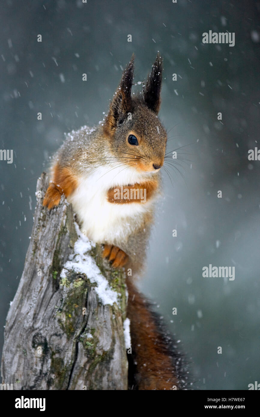 Eurasian Red Squirrel (Sciurus vulgaris), Dalarna, Sweden Stock Photo ...