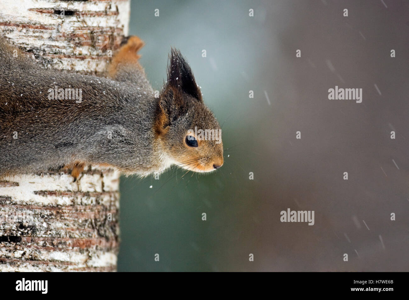 Eurasian Red Squirrel (Sciurus vulgaris) on tree trunk in snow, Dalarna ...