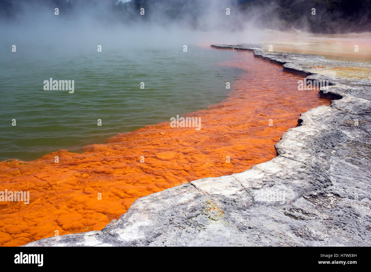 Hot spring edge with thermophilic bacteria, Rotorua, New Zealand Stock ...