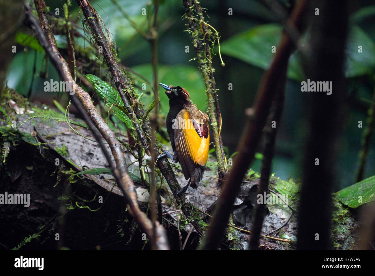 Magnificent Bird-of-paradise (Cicinnurus magnificus) male near display ...