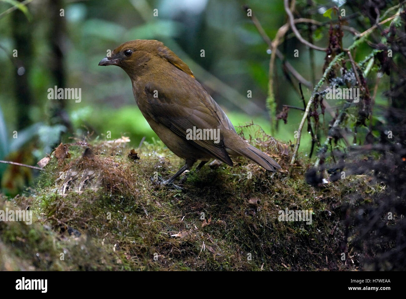 Macgregor's Bowerbird (Amblyornis macgregoriae) male near bower, Papua ...