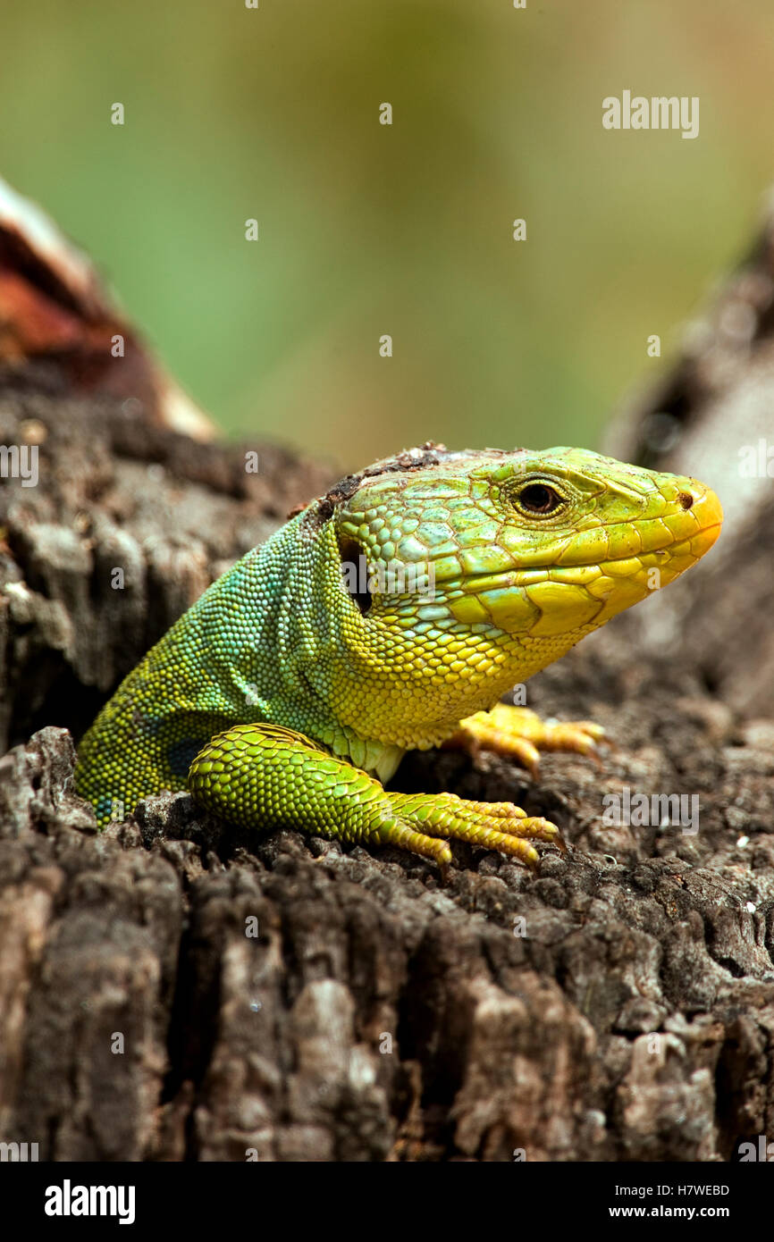 Eyed Lizard (Lacerta lepida) emerging from log, Seville, Spain Stock ...