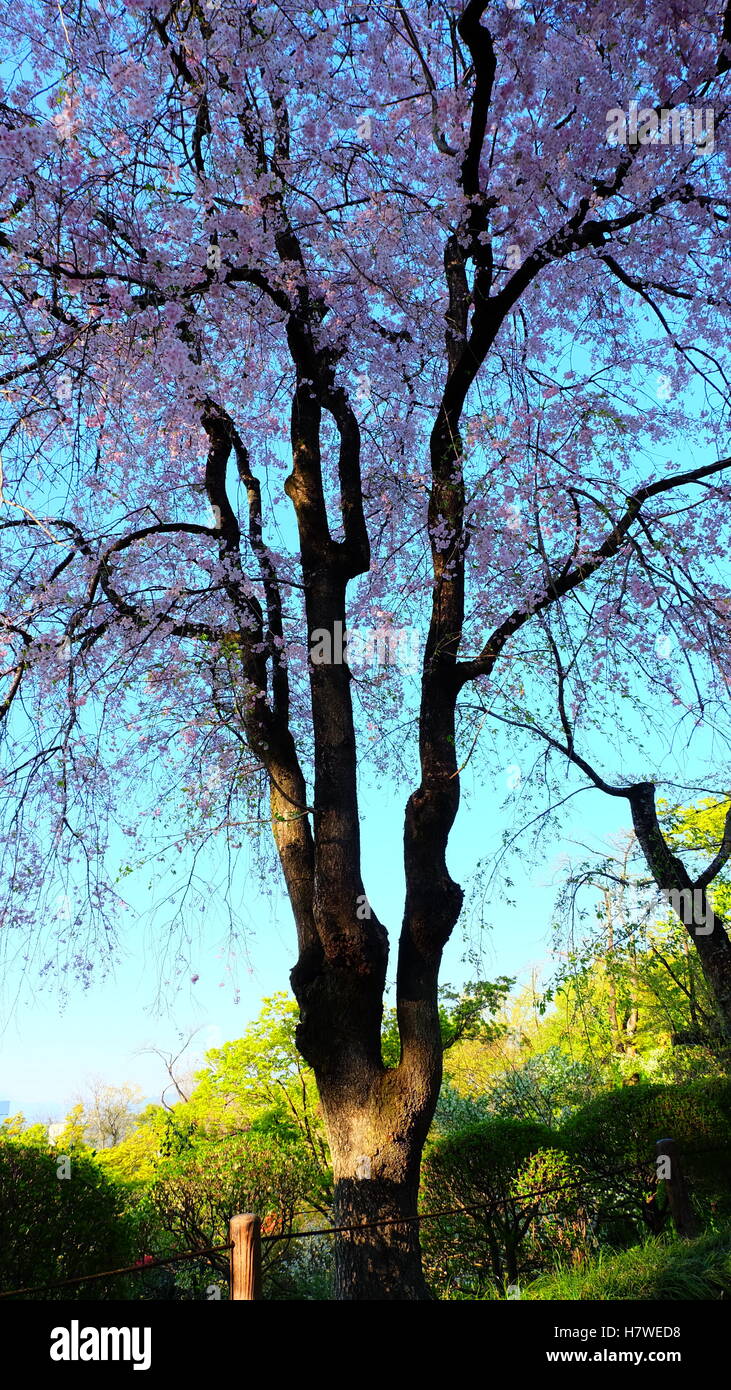Sakura Cherry Blossom tree in spring day Stock Photo - Alamy