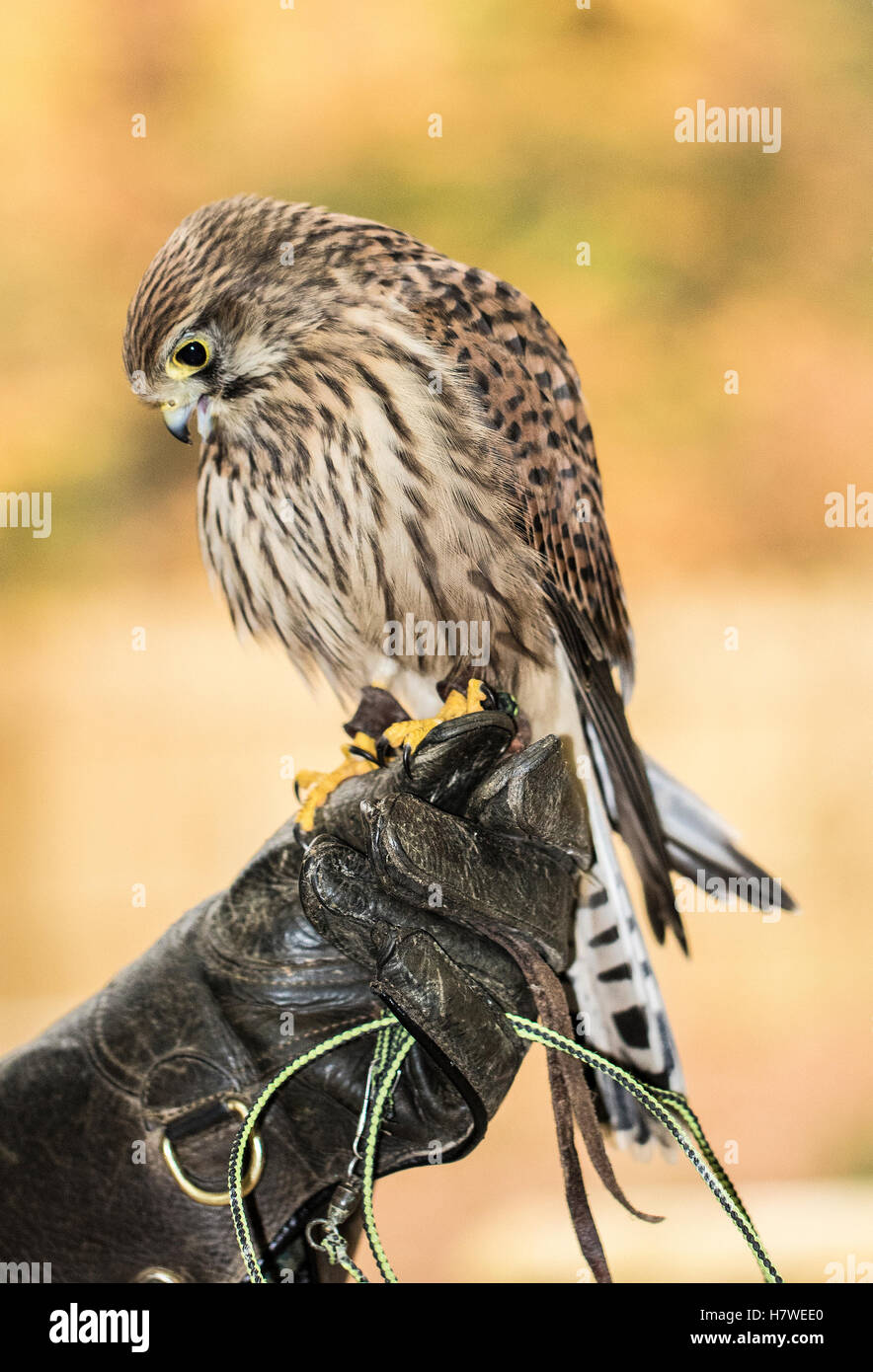 Young Kestrel on handler's glove Stock Photo - Alamy