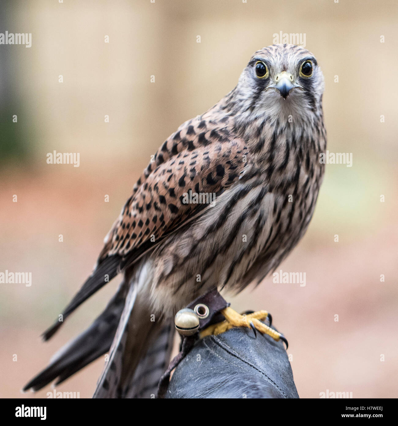 Young Kestrel on handler's glove Stock Photo - Alamy