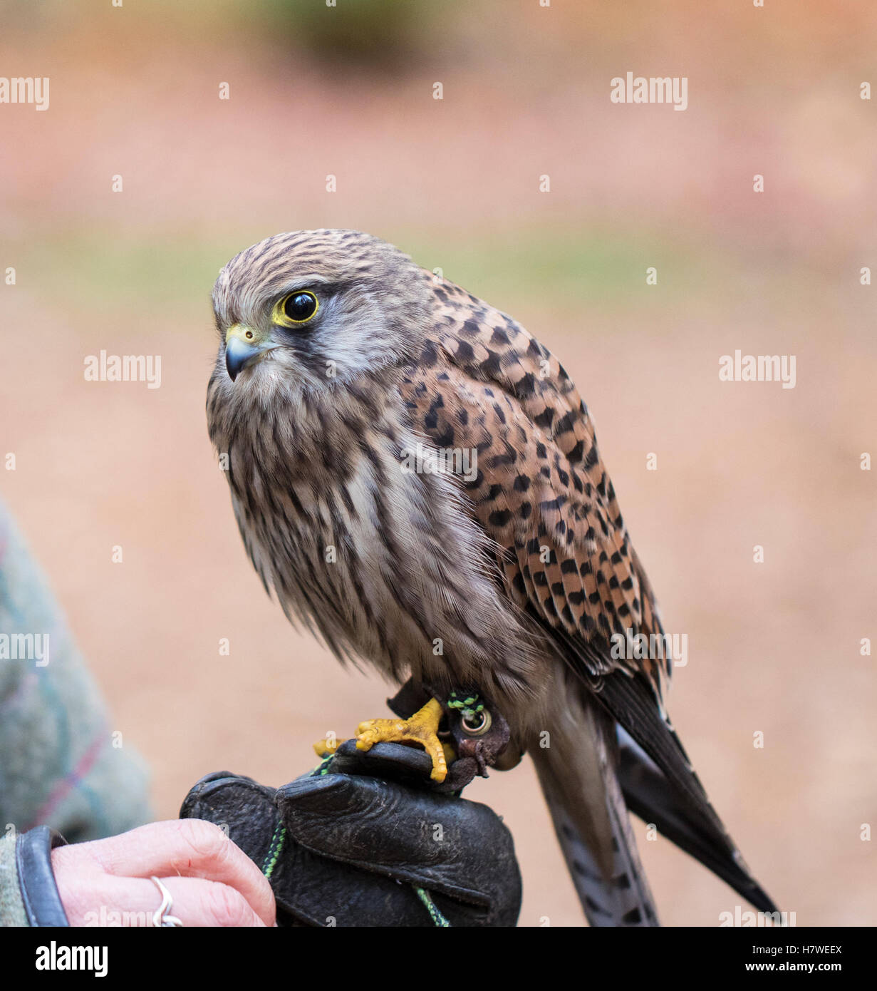 Young Kestrel on handler's glove Stock Photo - Alamy