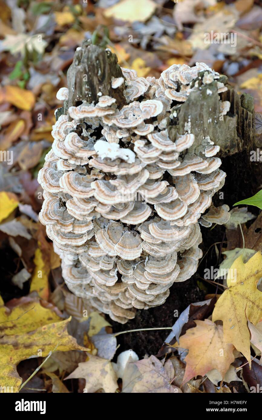 Mushrooms growing on a tree stump in the Cleveland Metroparks ...