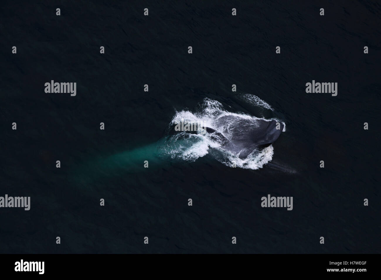 Blue Whale (Balaenoptera musculus) gulp feeding, Sea of Cortez, Mexico ...