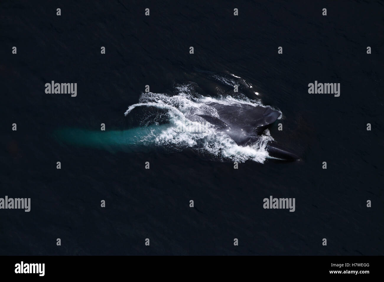 Blue Whale (Balaenoptera musculus) gulp feeding, Sea of Cortez, Mexico ...