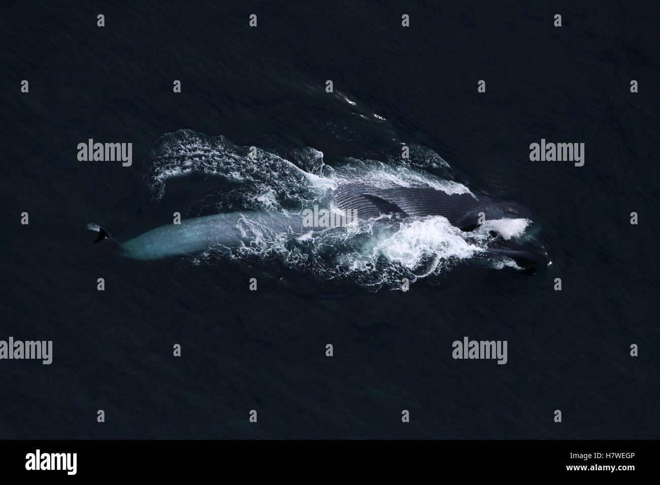 Blue Whale (Balaenoptera musculus) gulp feeding, Sea of Cortez, Mexico ...