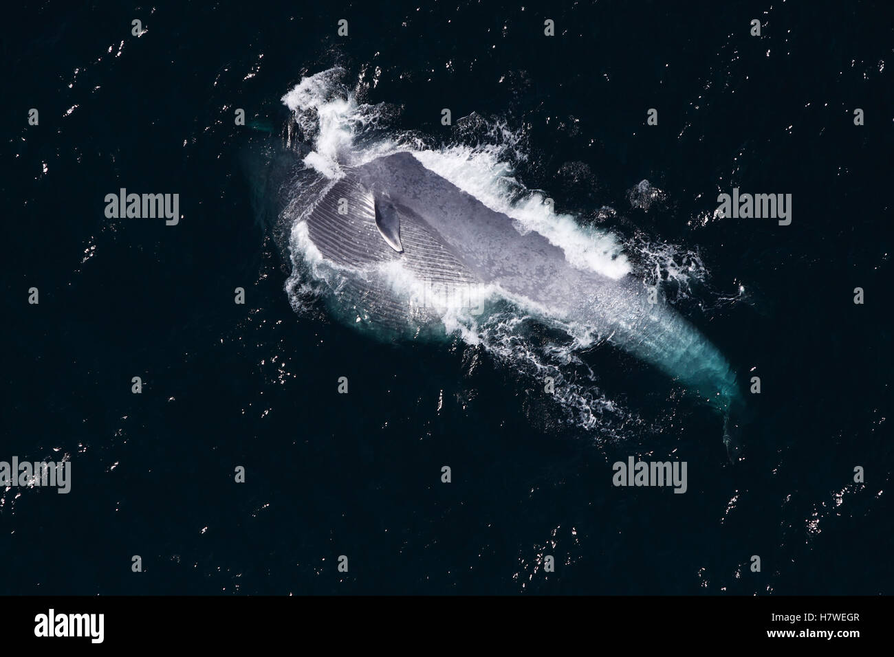 Blue Whale (Balaenoptera musculus) gulp feeding, Sea of Cortez, Mexico ...
