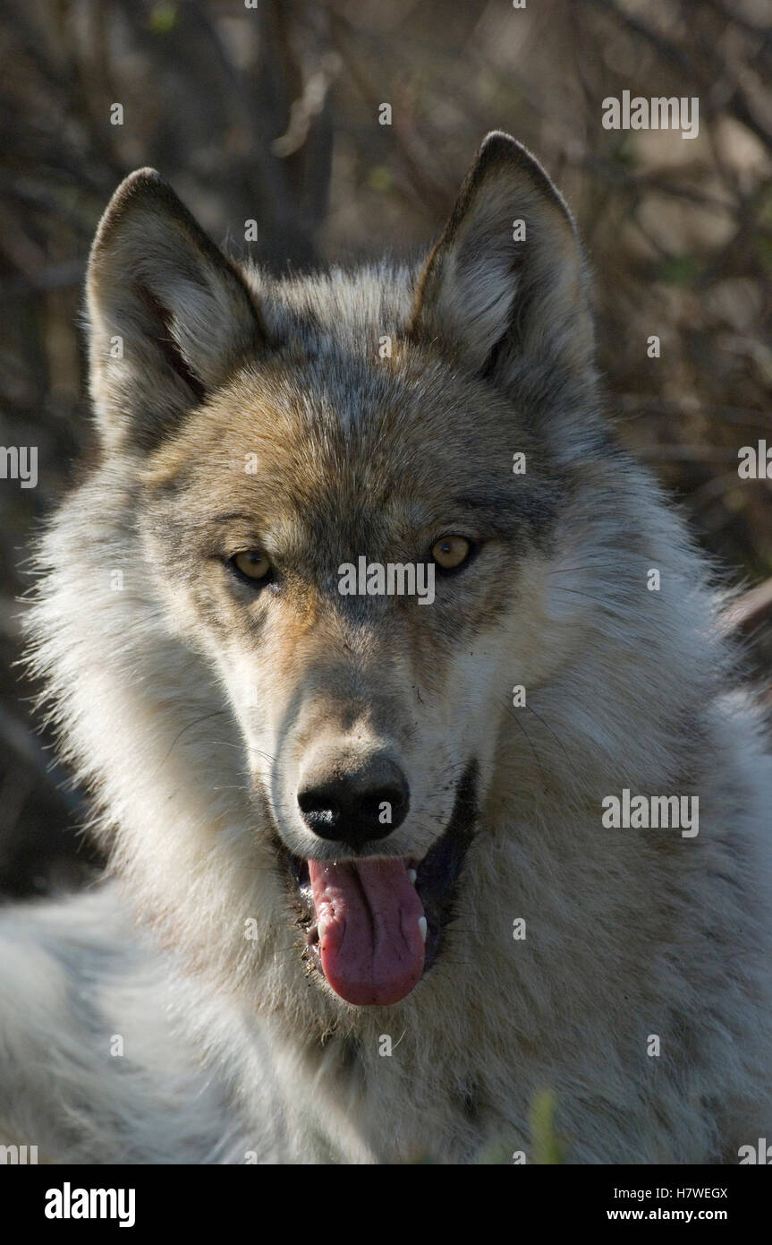 Gray Wolf (Canis lupus), Alaska Stock Photo - Alamy