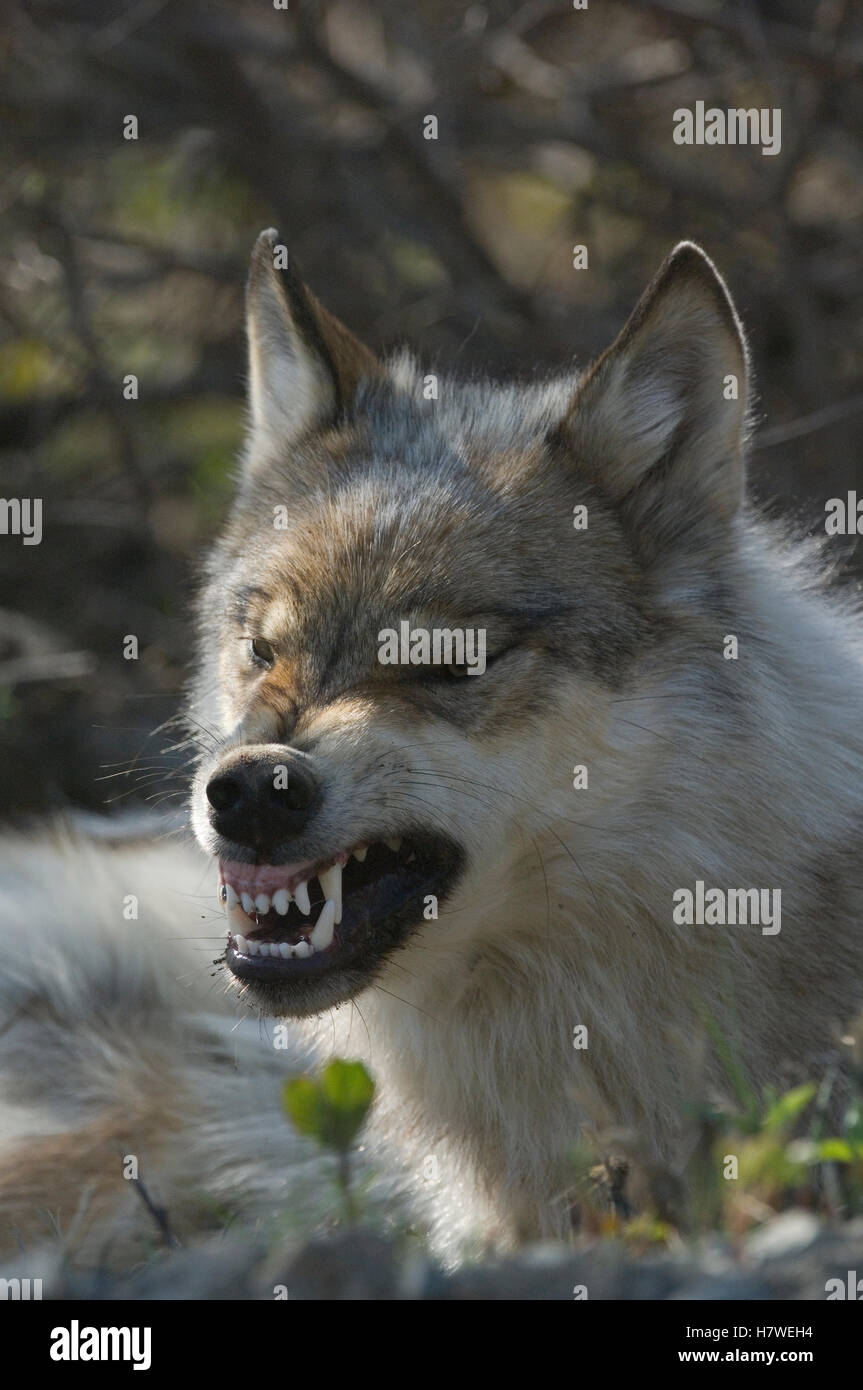 Gray Wolf (Canis lupus) snarling, Alaska Stock Photo - Alamy