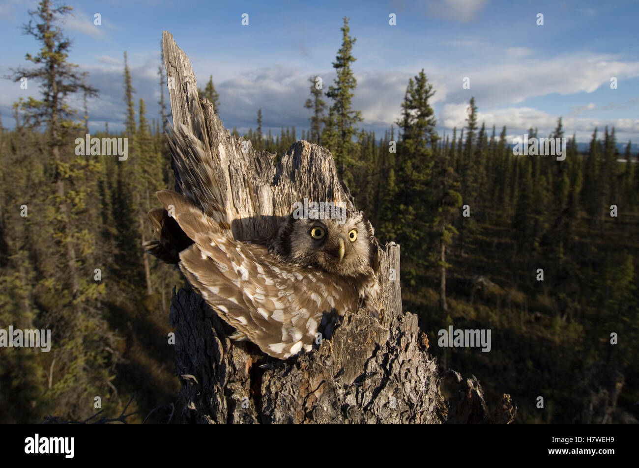 Northern Hawk Owl (Surnia ulula) nesting in tree stump, Alaska Stock ...