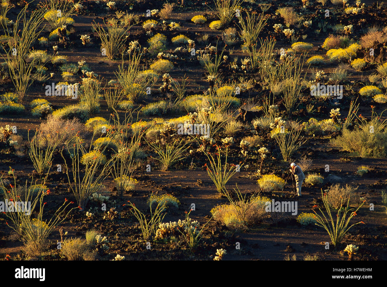 Photographer in desert during wet spring, Sonora, Mexico Stock Photo ...