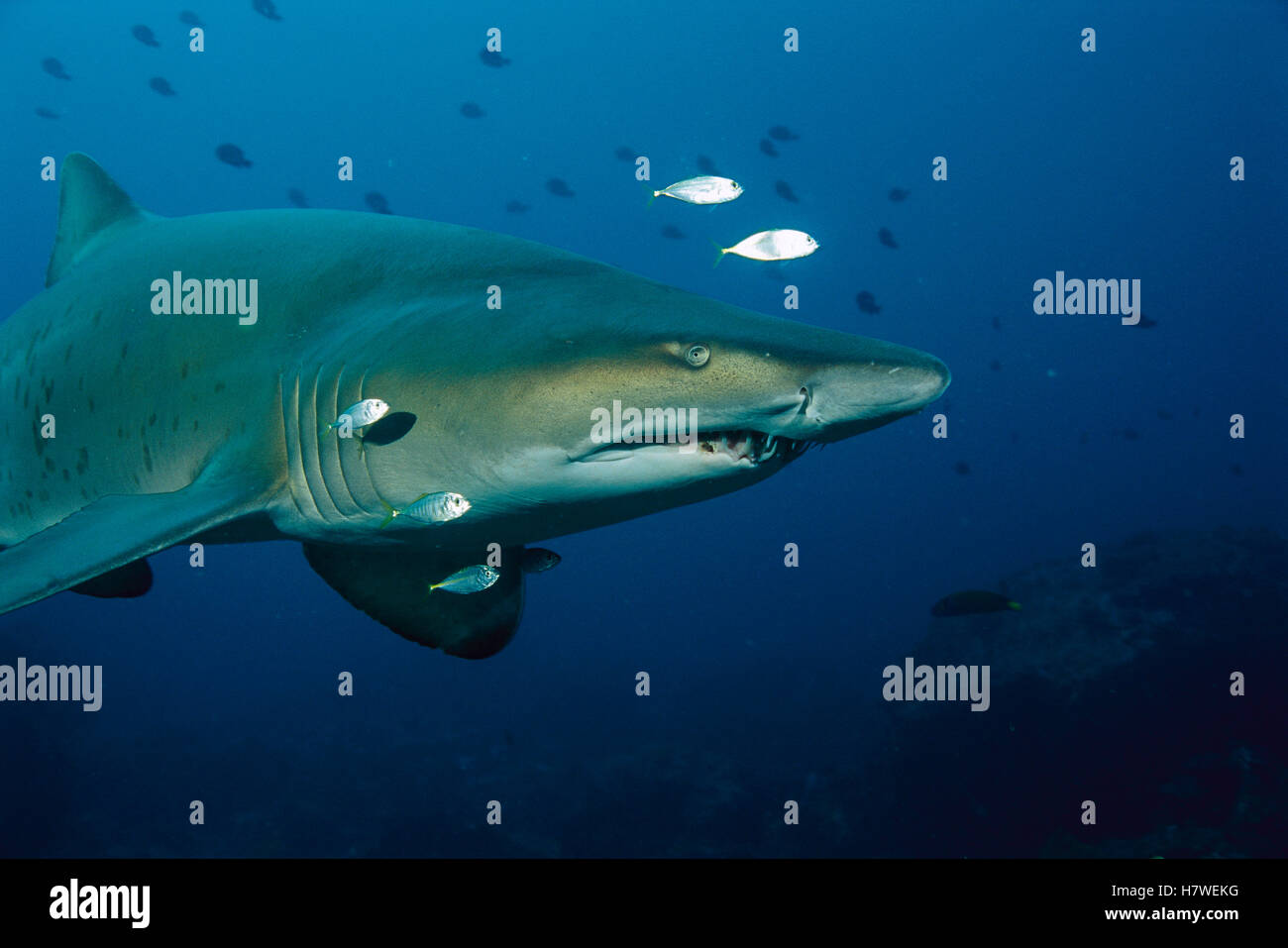 Grey Nurse Shark (Carcharias taurus) underwater portrait, New South ...