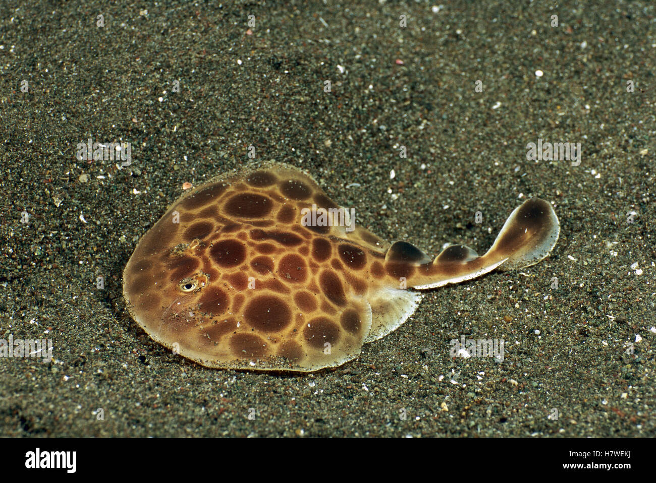Torpedo Ray (Torpedo sp), an electric ray on ocean floor, Komodo Island ...
