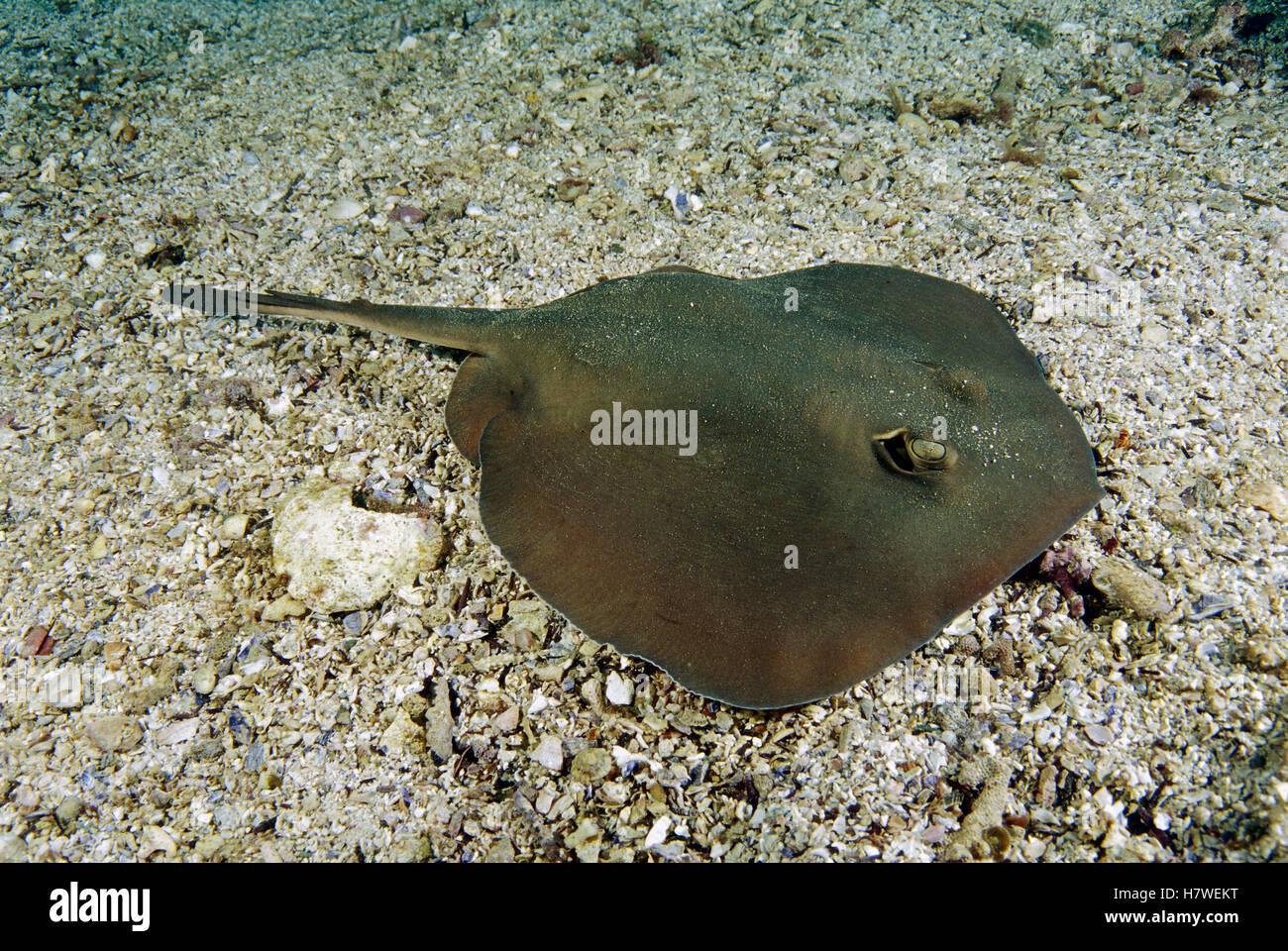 Trygonoptera testacea hi-res stock photography and images - Alamy